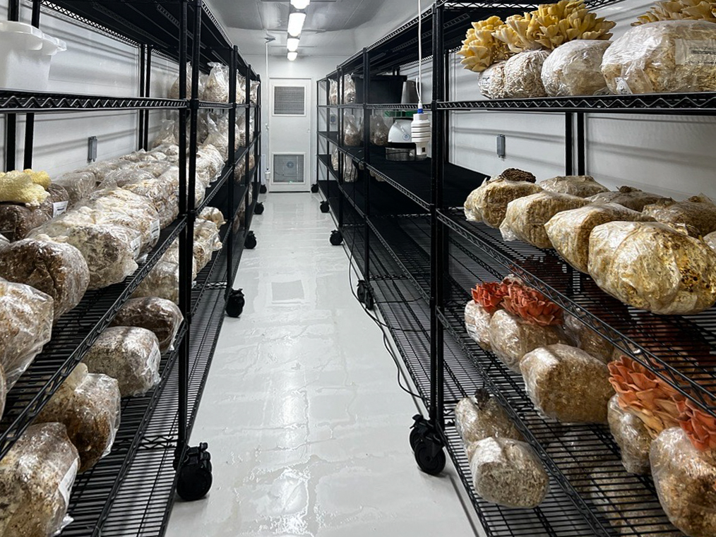 Container Farming: The Ultimate Guide to Sustainable Farming